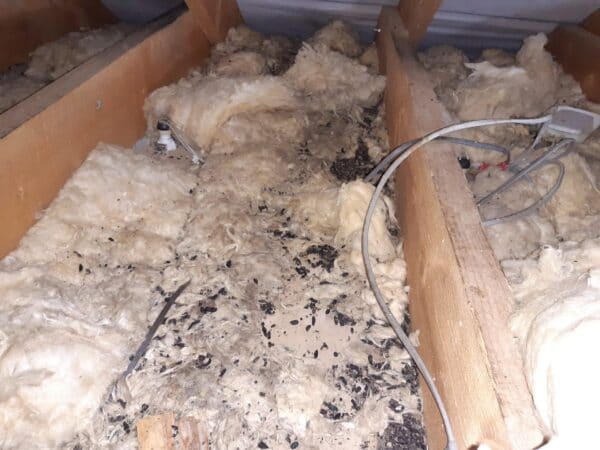 Loft Space Clearance Due to Rat/Mice Contamination | Kestrel PM